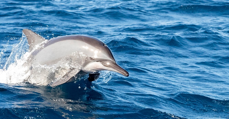 Kalpitiya dolphin watching | Margarita Village